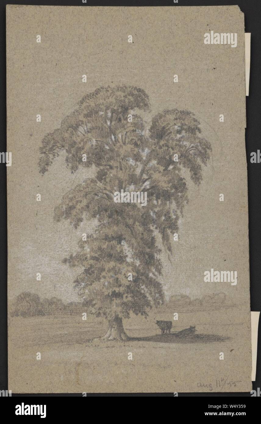 Cows tree shade hi-res stock photography and images - Alamy