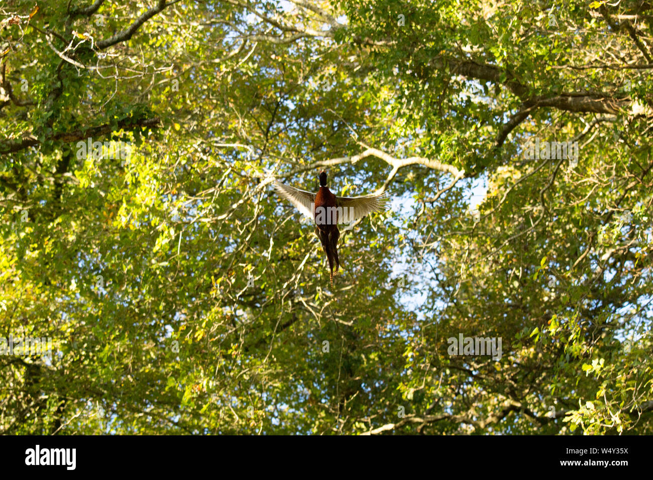 Male Pheasant Gaining Altitude as it Flies Directly Overhead From a ...