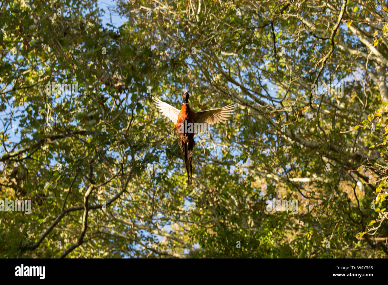 Male Pheasant Gaining Altitude as it Flies Directly Overhead From a ...