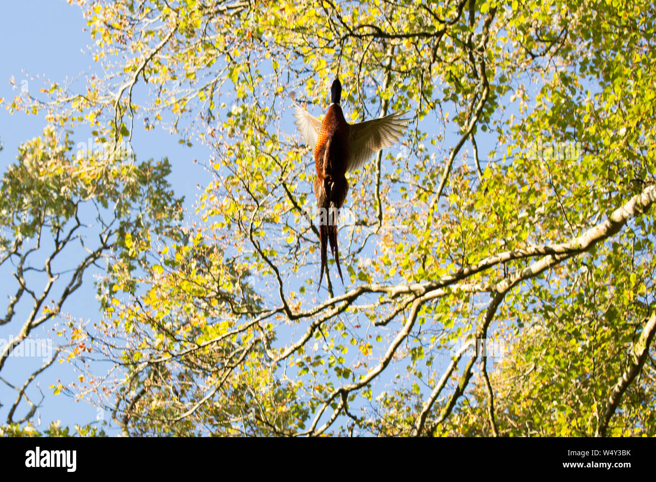 Male Pheasant Gaining Altitude as it Flies Directly Overhead From a ...