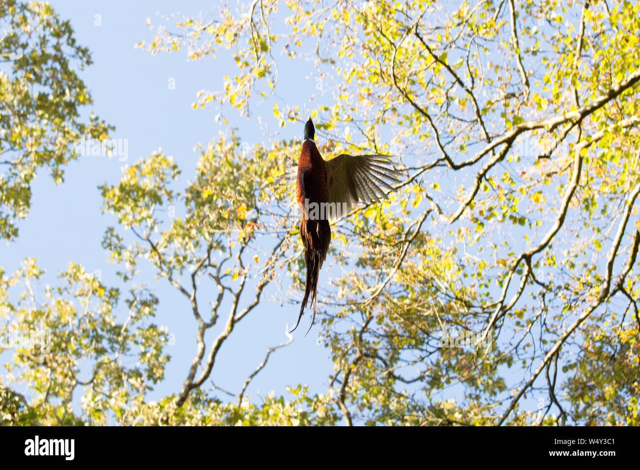 Male Pheasant Gaining Altitude as it Flies Directly Overhead From a ...