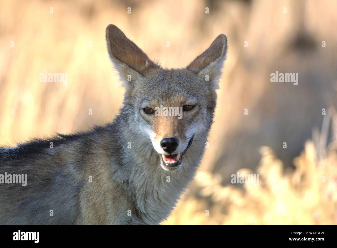 Coyote historical hi-res stock photography and images - Alamy