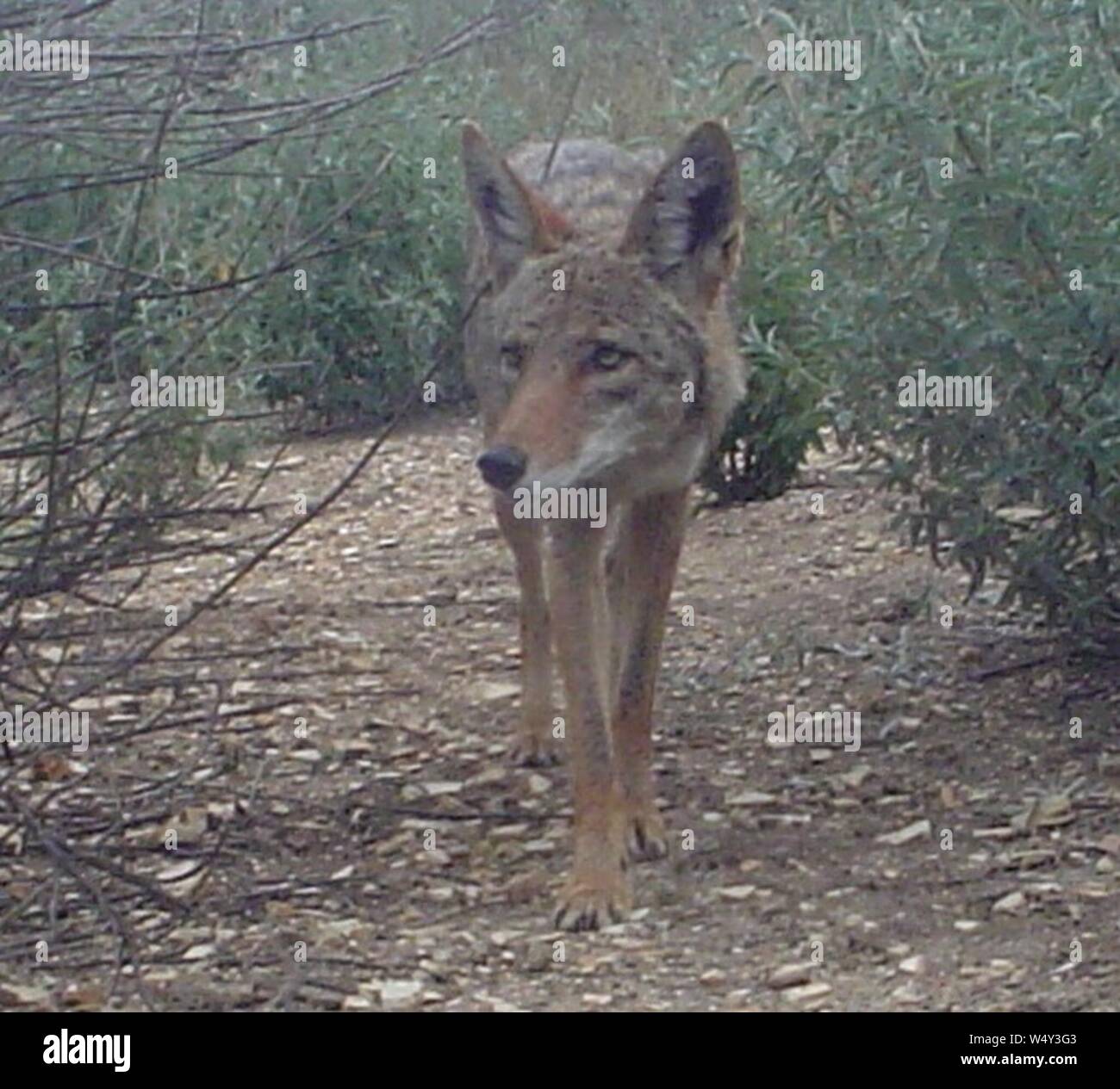 Coyote historical hi-res stock photography and images - Alamy