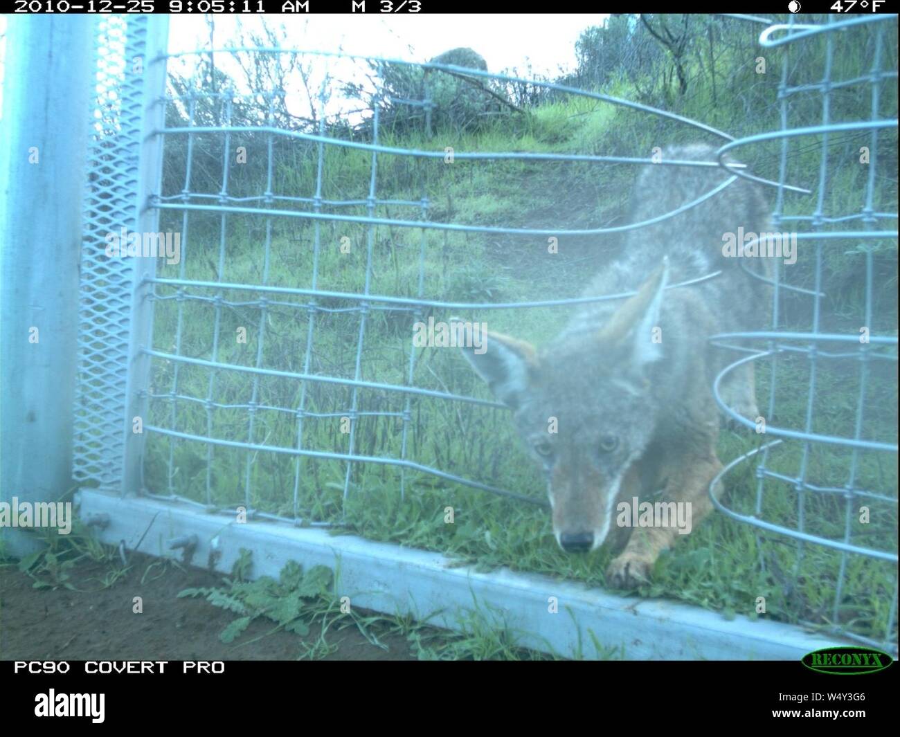 Coyote at the One-Way Gate (11425786283 Stock Photo - Alamy