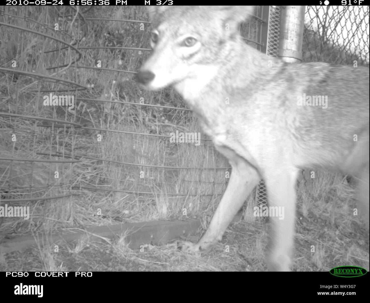 Coyote at the One-Way Gate (11425651896 Stock Photo - Alamy
