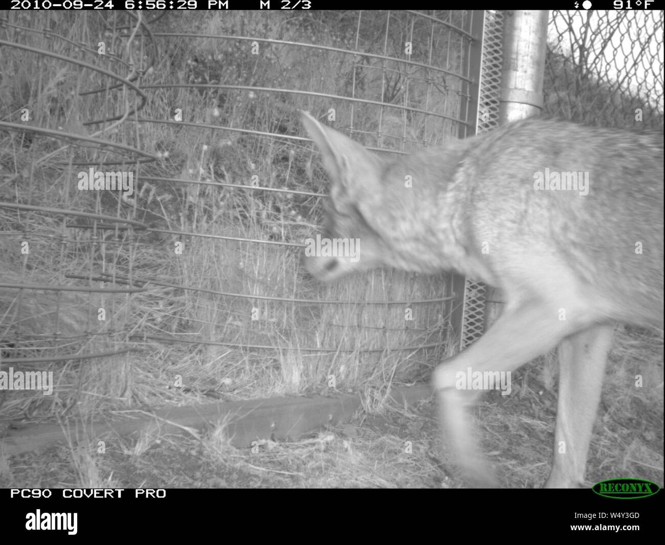 Coyote at the One-Way Gate (11425633445 Stock Photo - Alamy