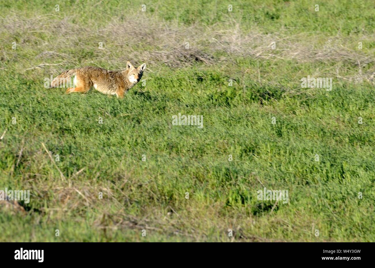 Coyote historical hi-res stock photography and images - Alamy