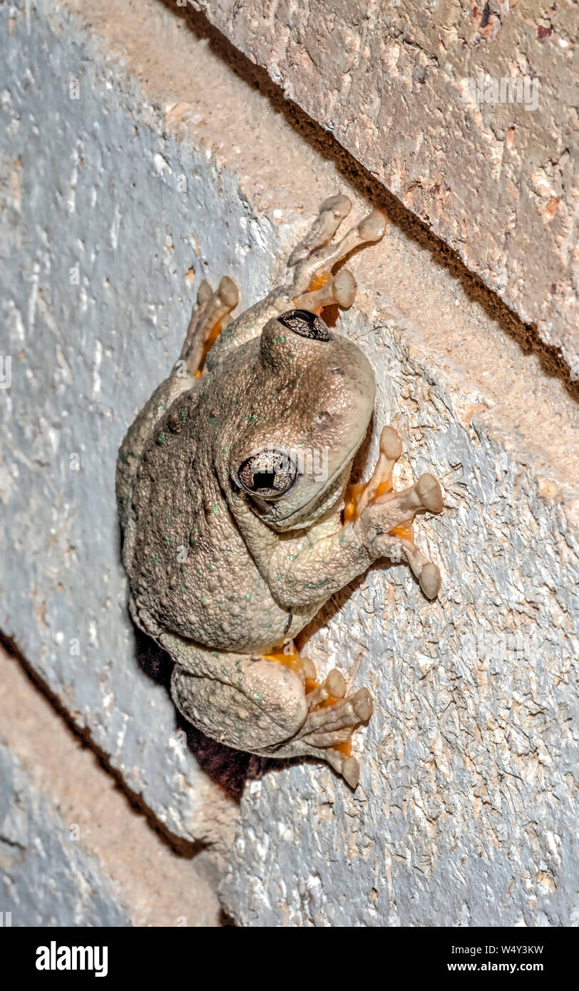 Perons Tree Frog High Resolution Stock Photography and Images - Alamy