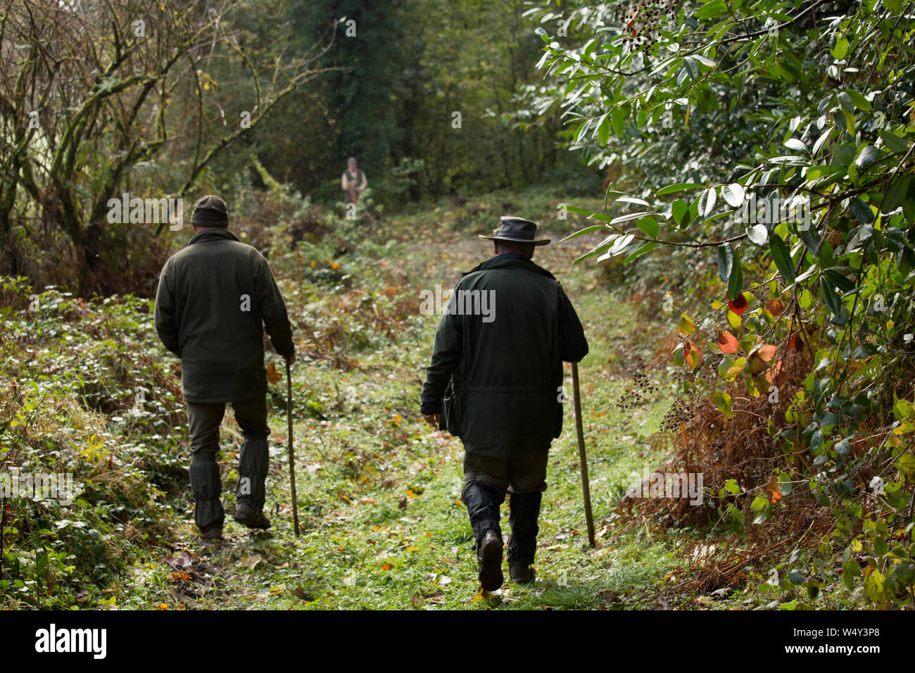 Two Beaters Walking Through the Woods at the End of a Drive on a Driven ...