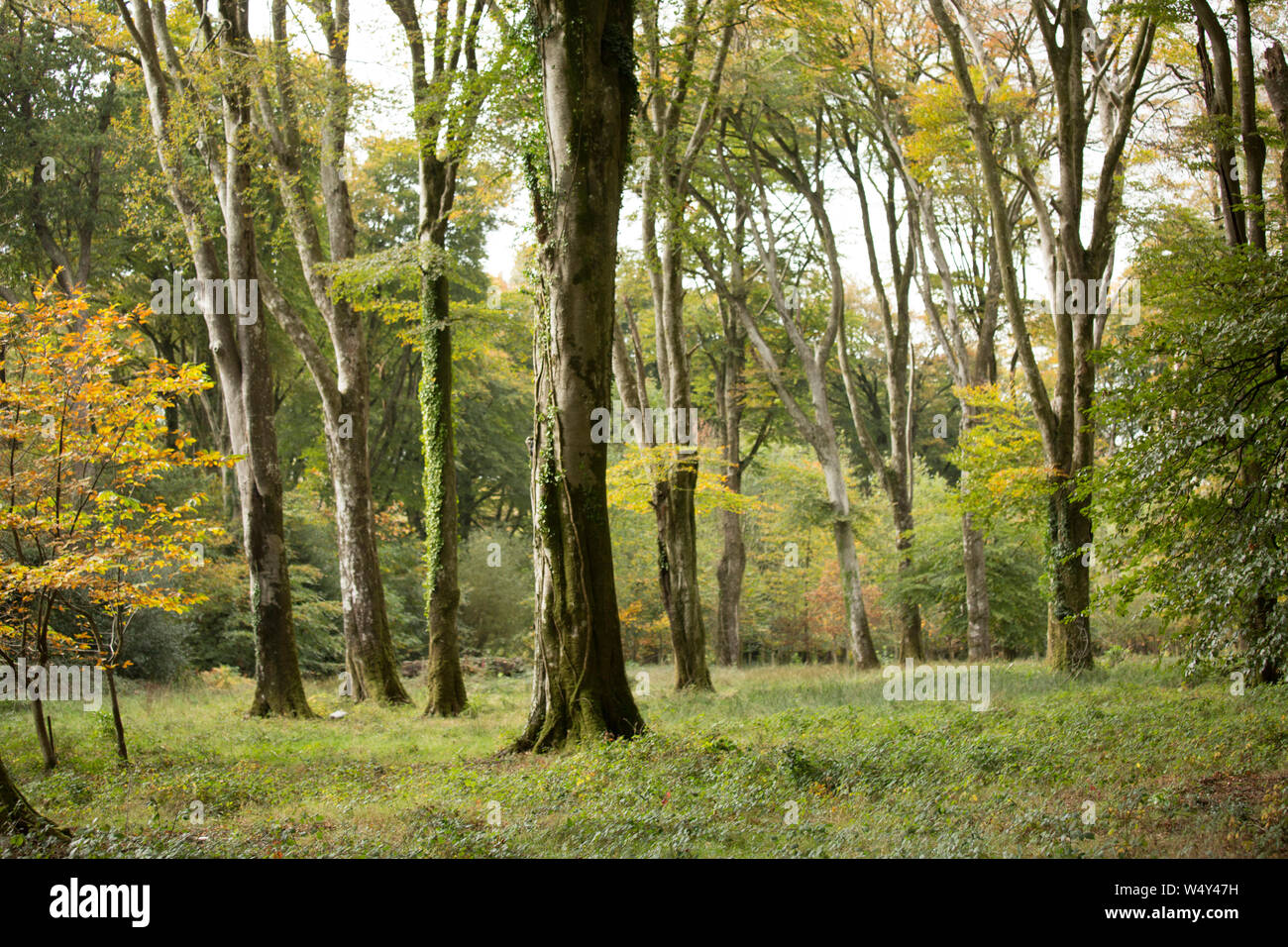 A Stand of Tall Beech Trees With Mainly Trunks Visible in a British ...