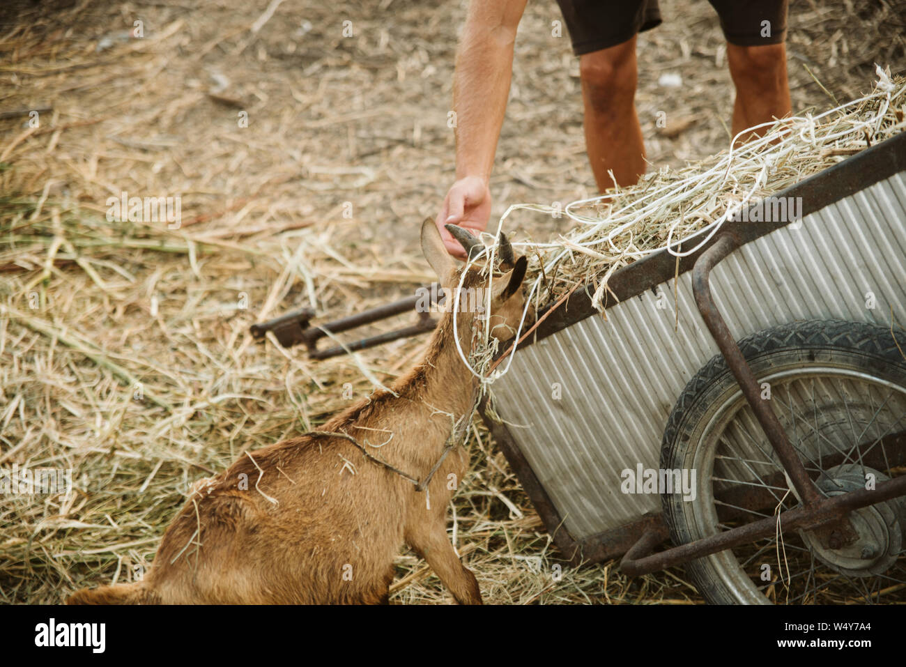 Young farmer on farm with goat Stock Photo - Alamy