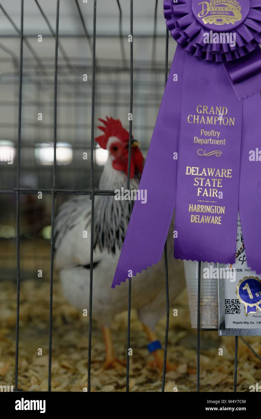 Champion rooster on display at the 2019 Delaware State Fair Stock Photo ...