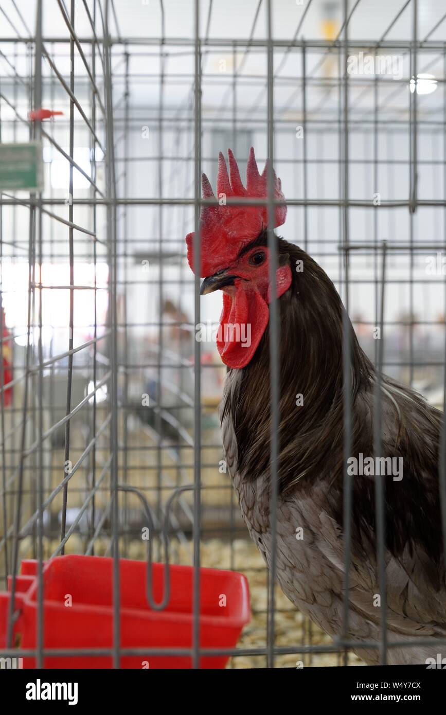 Rooster on display at the 2019 Delaware State Fair Stock Photo - Alamy