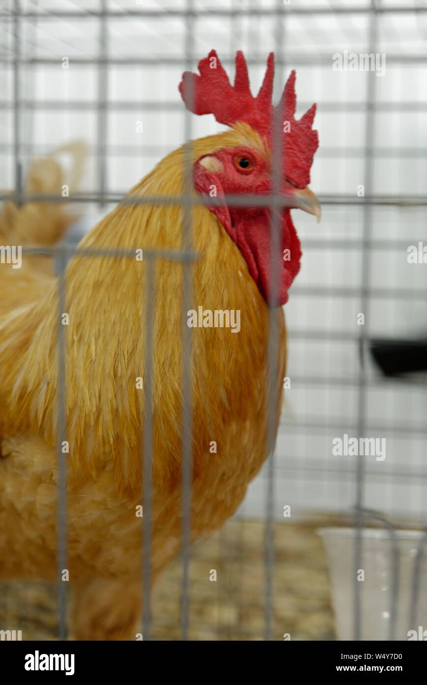 Rooster on display at the 2019 Delaware State Fair Stock Photo - Alamy