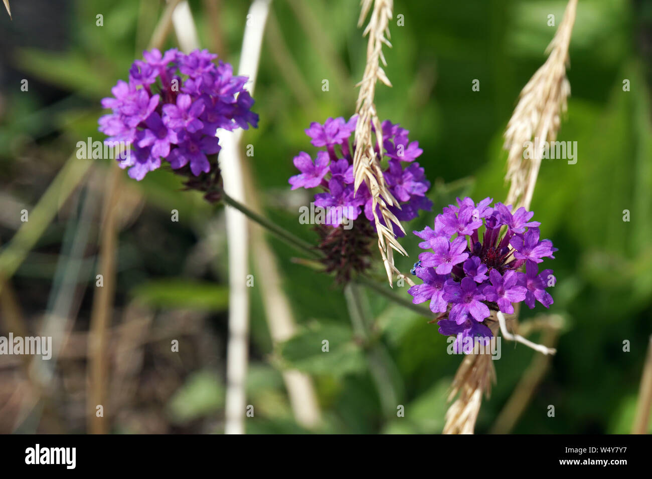 Tuberous vervain verbena rigida hi-res stock photography and images - Alamy