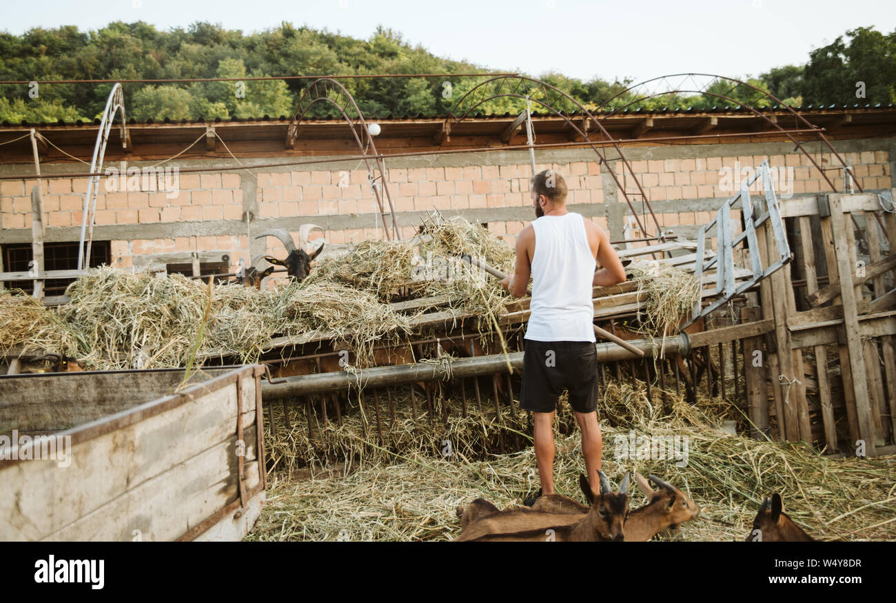 Young farmer on farm with goat Stock Photo - Alamy
