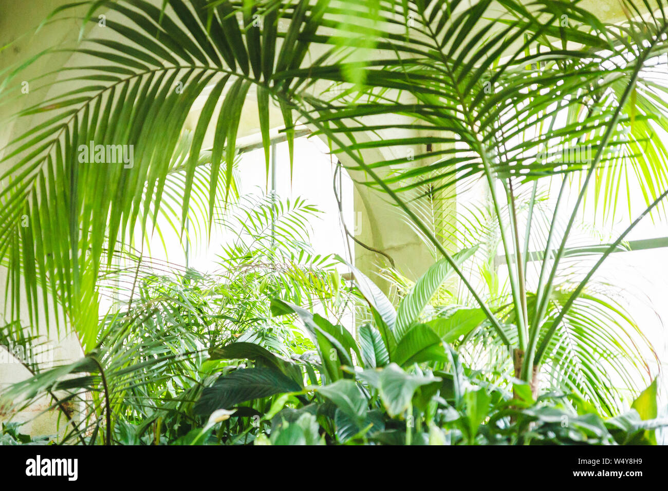 Tropical greenhouse glasshouse sunny interior full of lush green plants ...
