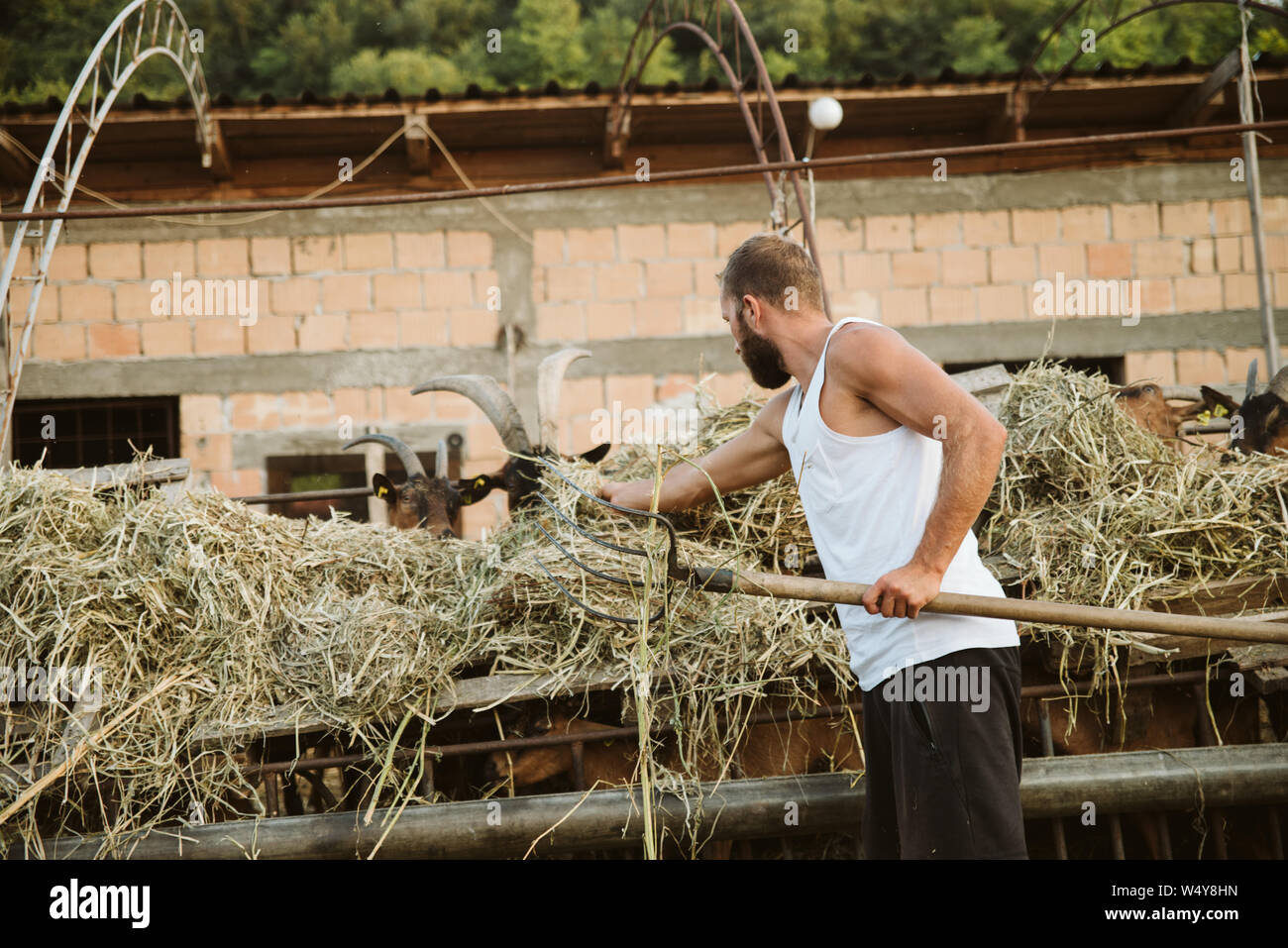 Young farmer on farm with goat Stock Photo - Alamy