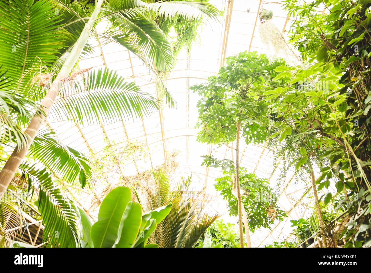 Tropical greenhouse glasshouse sunny interior full of lush green plants ...