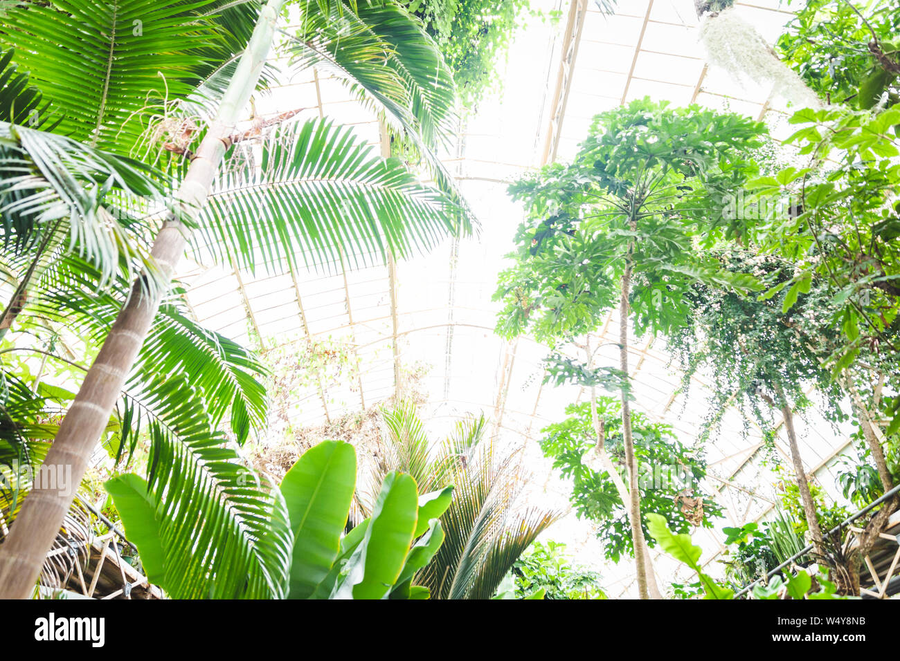 Tropical greenhouse glasshouse sunny interior full of lush green plants ...