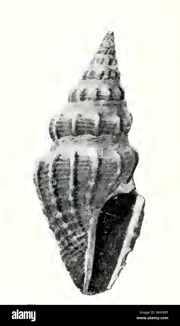 Erigone hi-res stock photography and images - Alamy