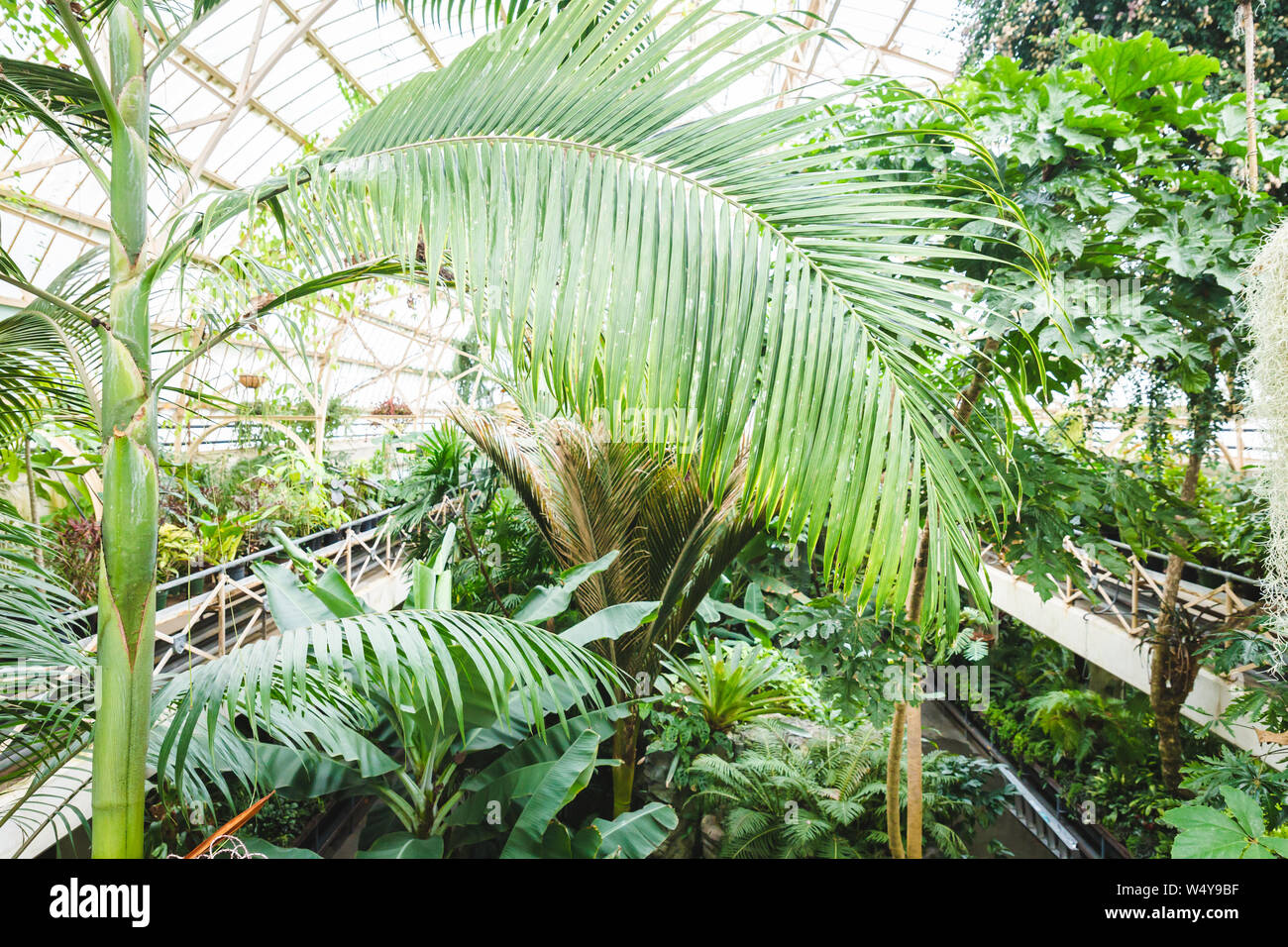 Tropical greenhouse glasshouse sunny interior full of lush green plants ...