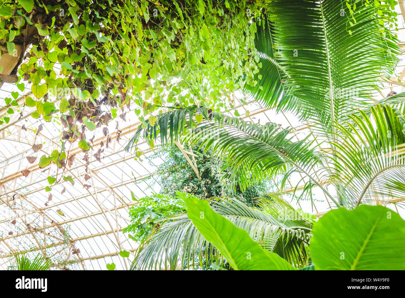 Tropical greenhouse glasshouse sunny interior full of lush green plants ...