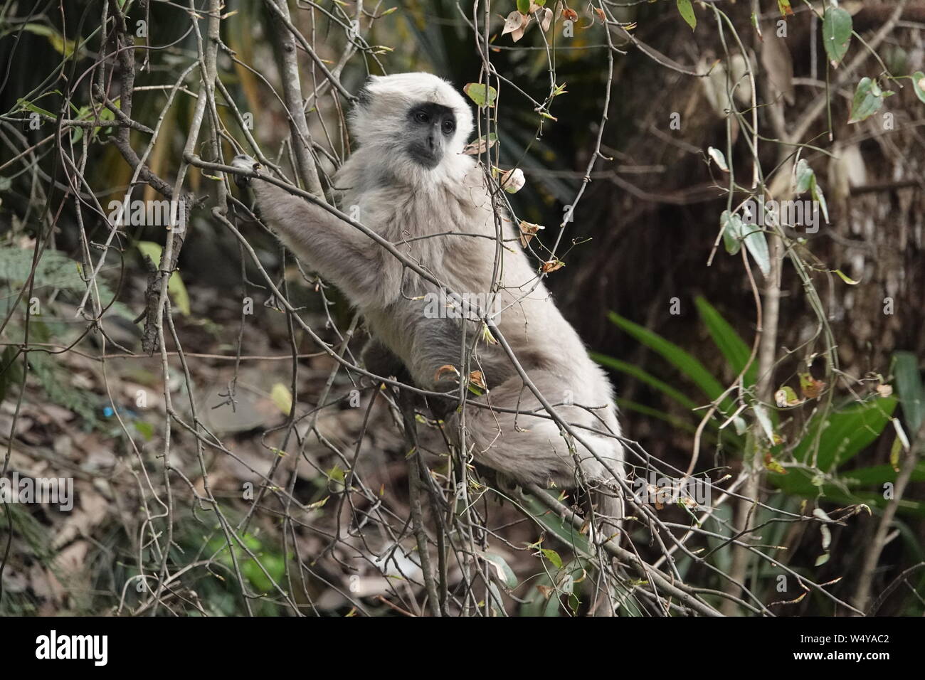Himalayan monkeys hi-res stock photography and images - Alamy