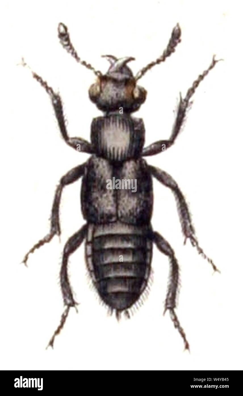 Creophilus hi-res stock photography and images - Alamy