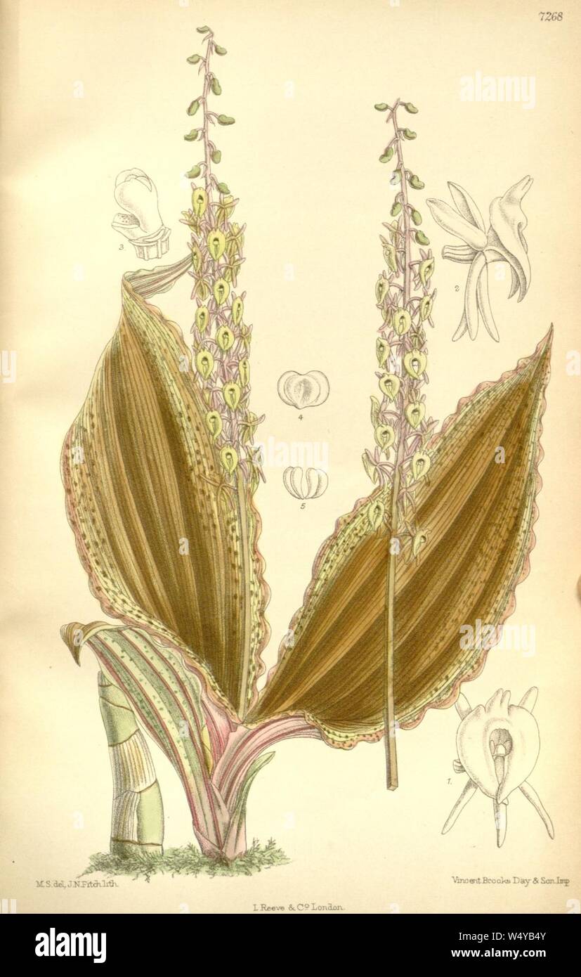 Crepidium calophyllum (as Microstylis scottii) - Curtis' 118 (Ser. 3 no ...