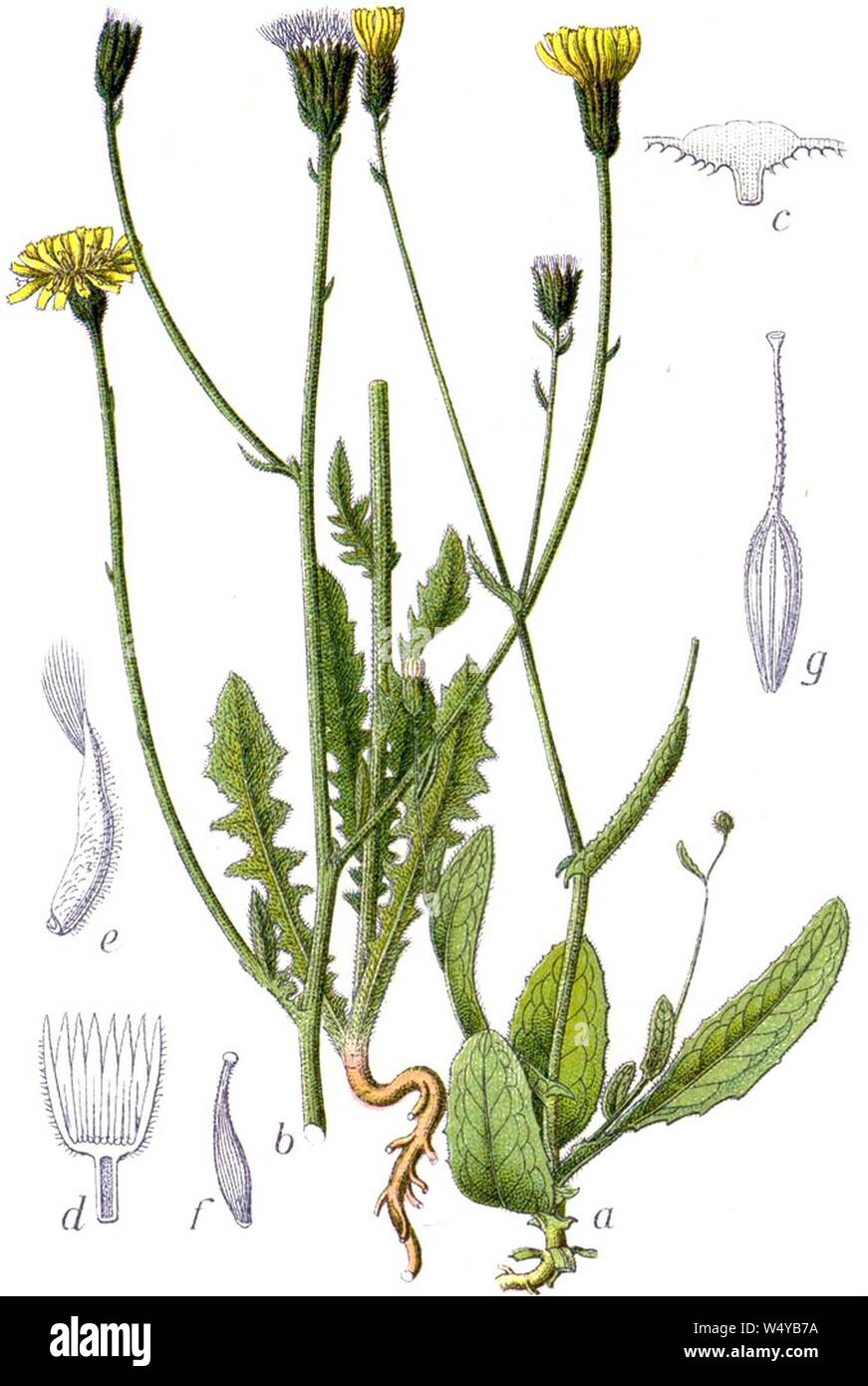 Crepis spp Sturm52 Stock Photo - Alamy