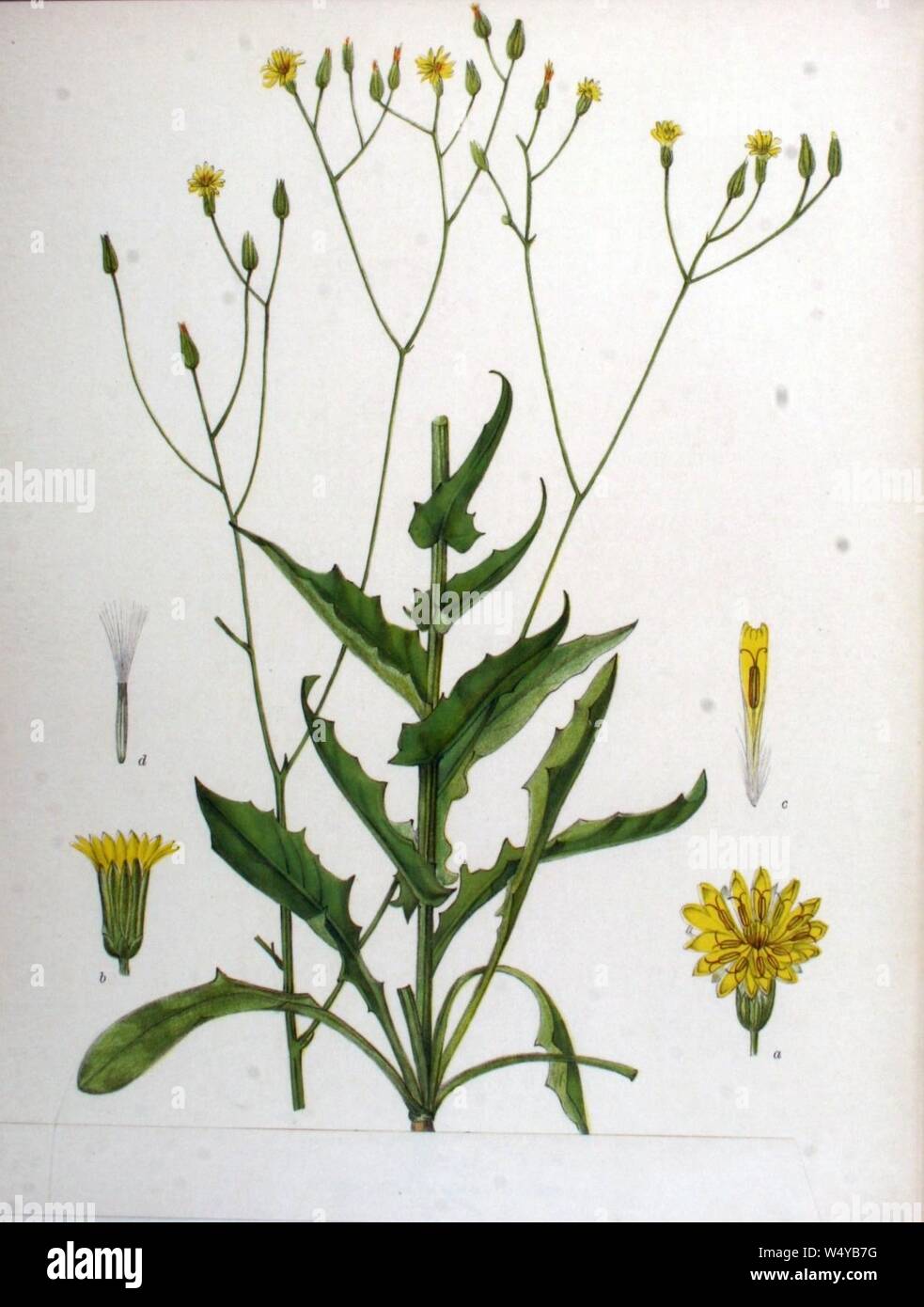 Crepis pulchra hi-res stock photography and images - Alamy