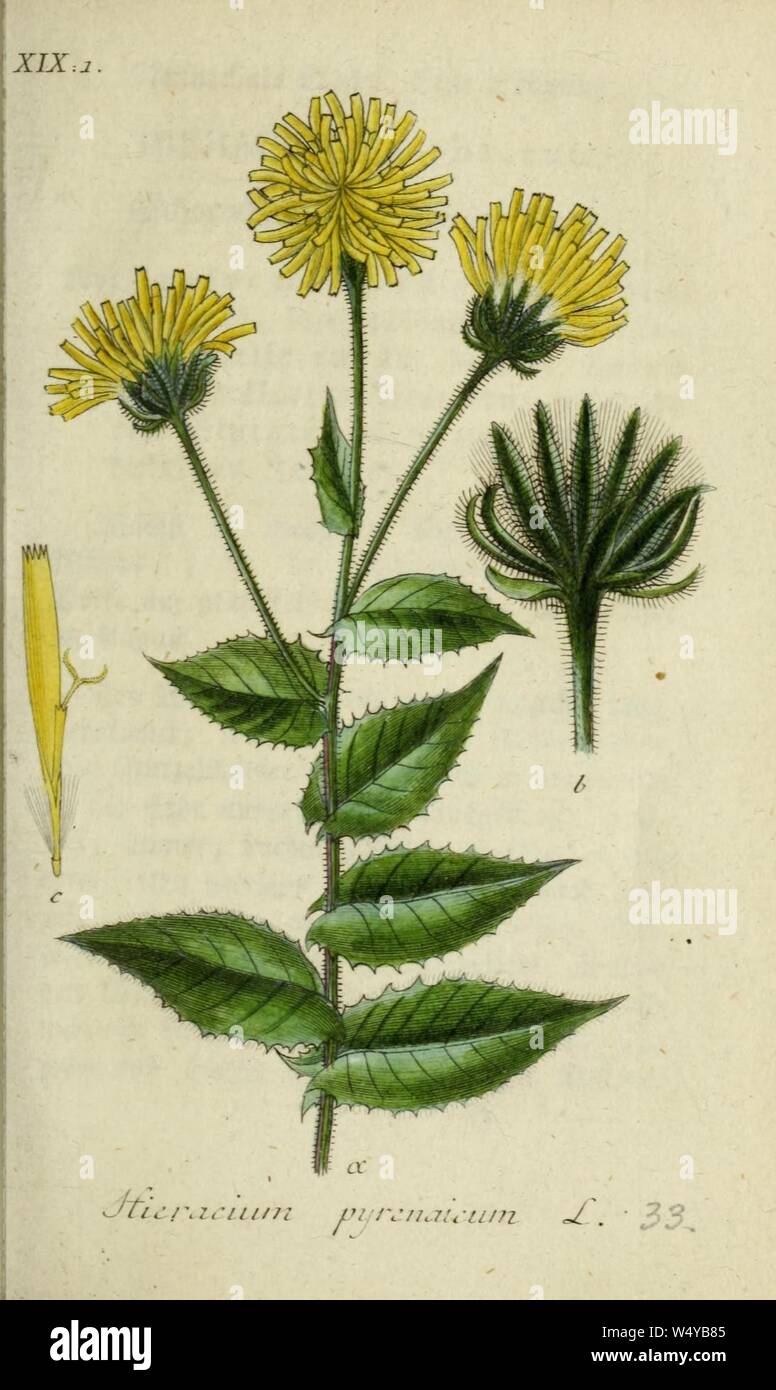 Crepis pyrenaica - Deutschlands flora in abbildungen nach der natur ...