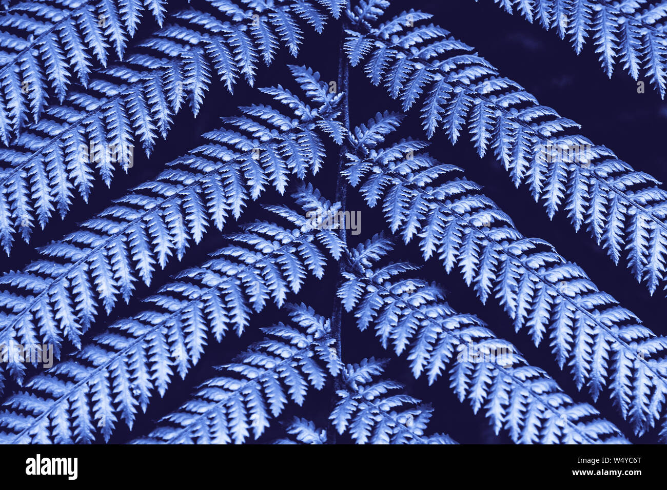 Fern Plant, Tropical Leaf background Texture Stock Photo - Alamy