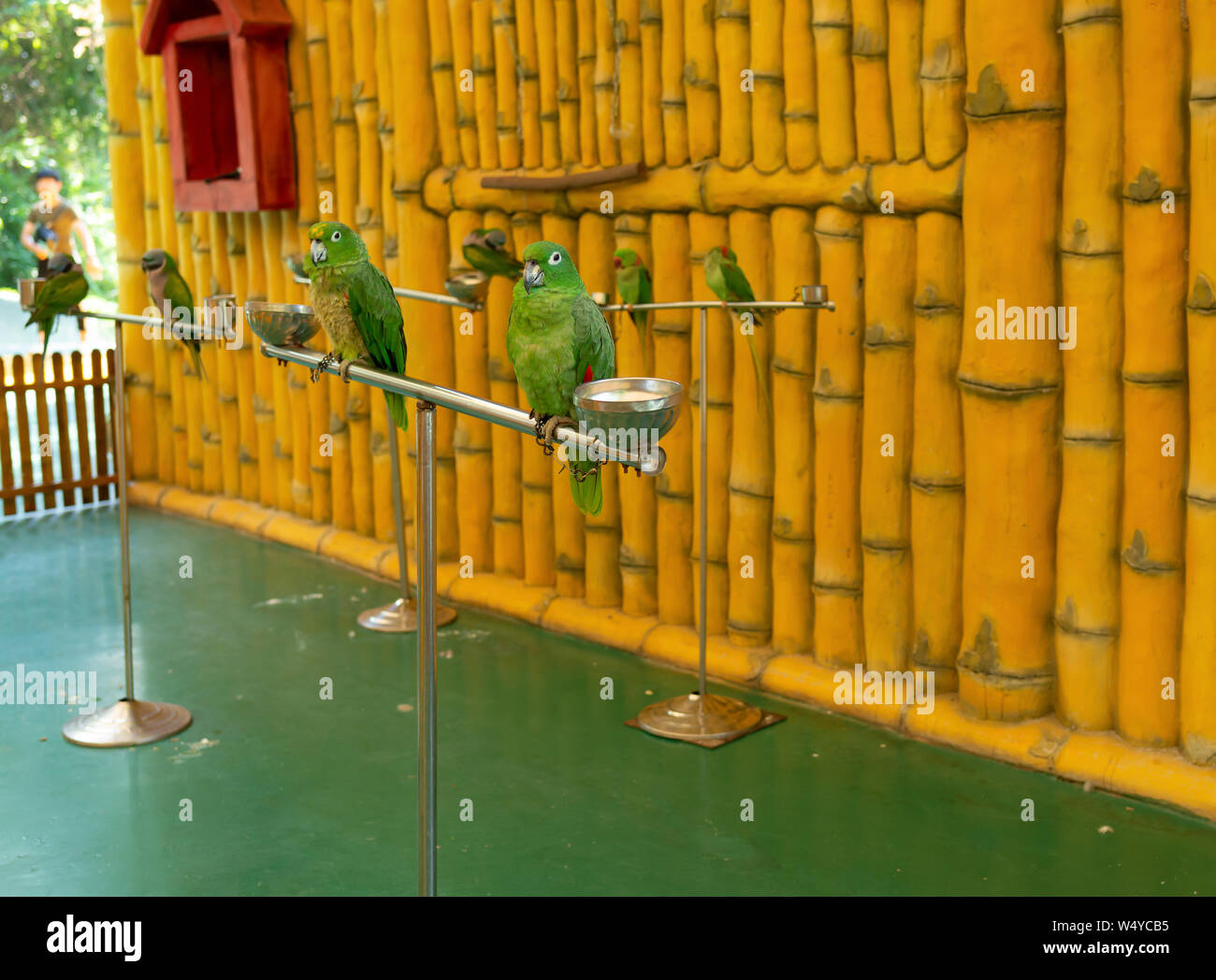 beautiful parrots in a zoo Stock Photo - Alamy