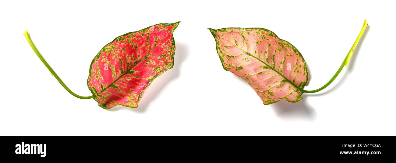 top and bottom of a red leaf on white background Stock Photo - Alamy