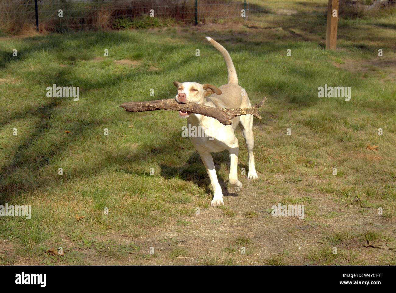 Dog carrying large tree branch hi-res stock photography and images - Alamy