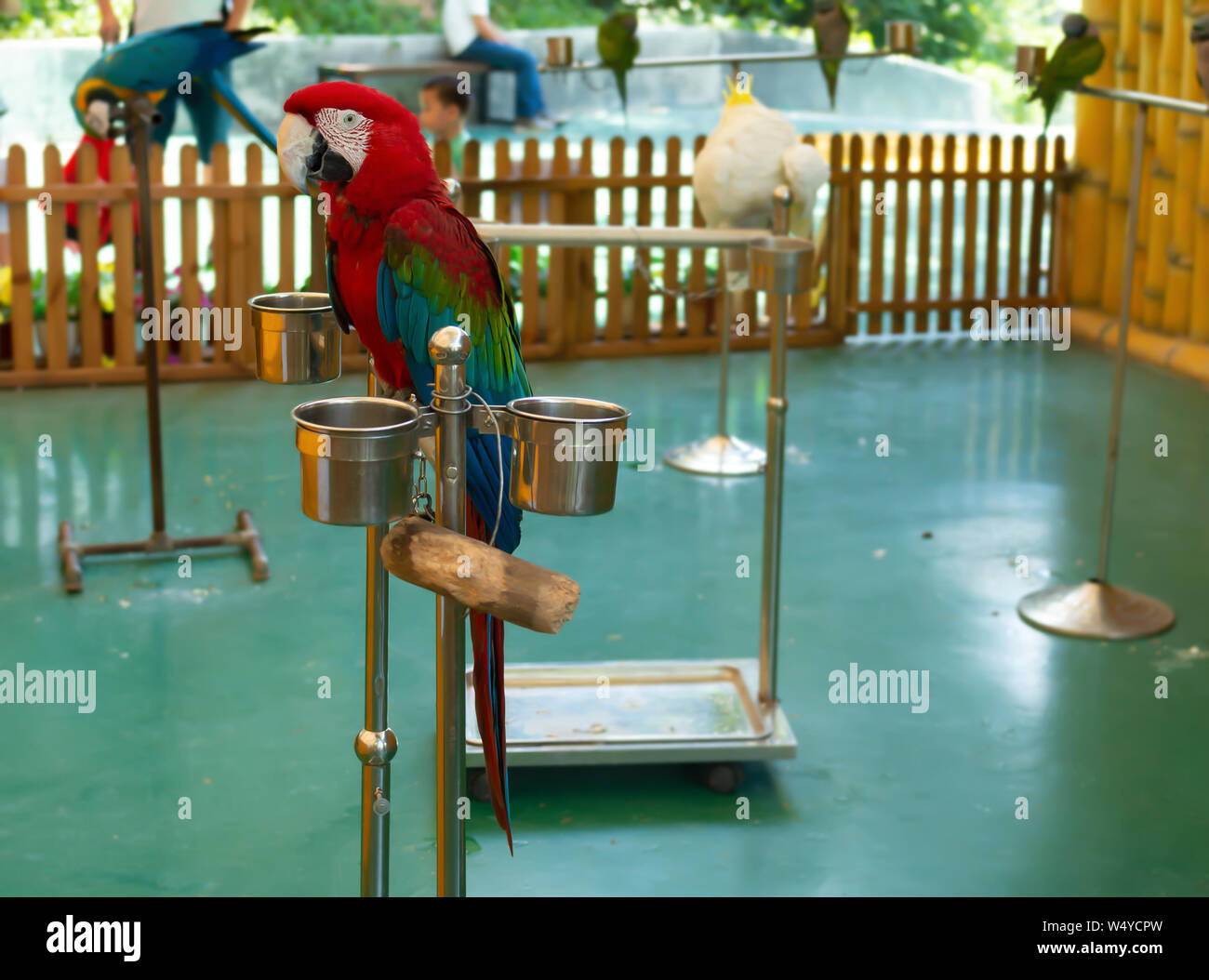 beautiful parrots in a zoo Stock Photo - Alamy
