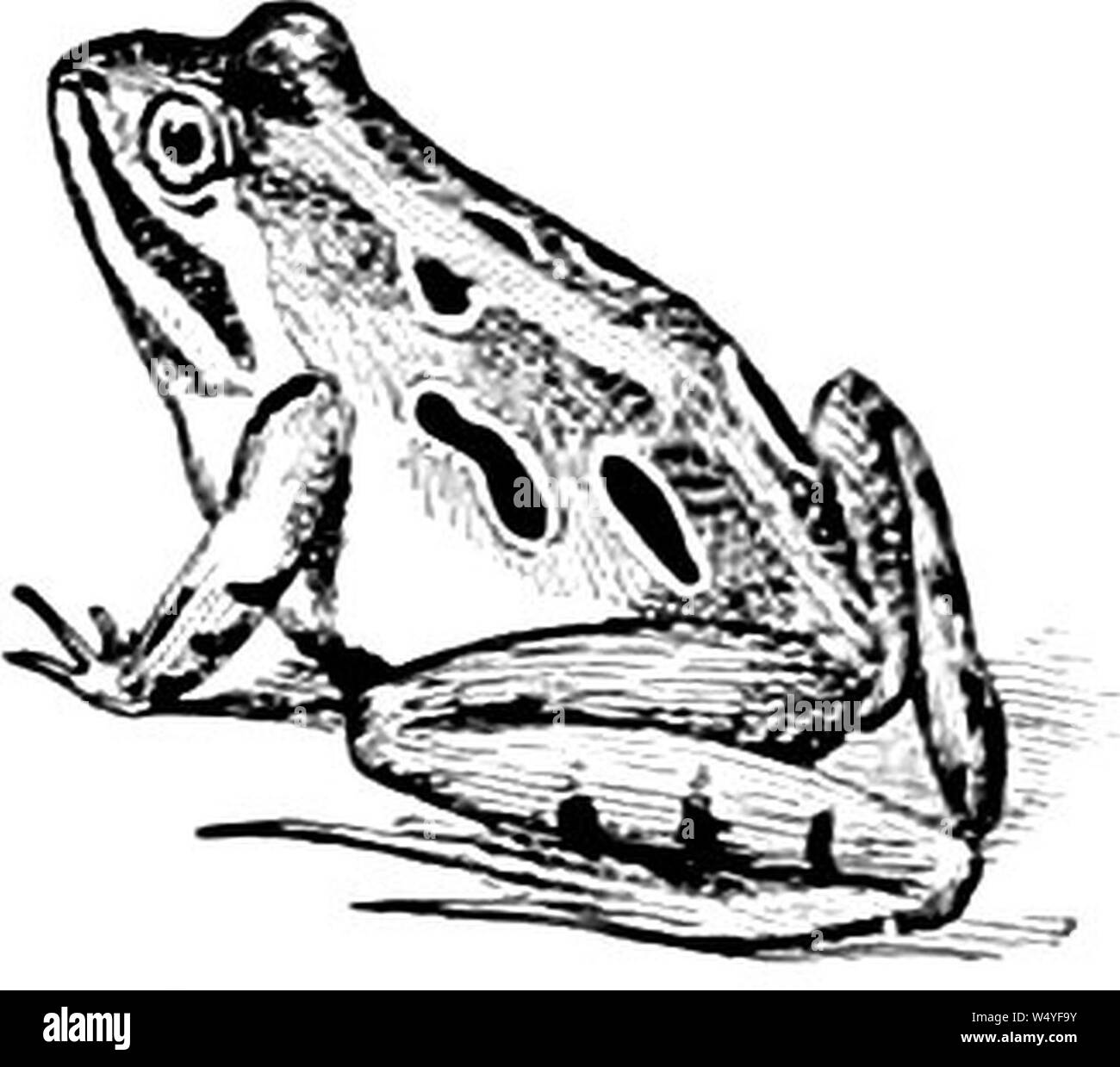 Frog photo Black and White Stock Photos & Images - Alamy