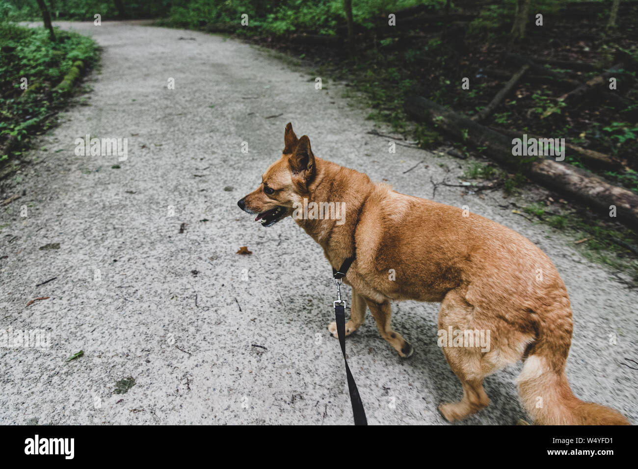 Mutt walking hi-res stock photography and images - Alamy