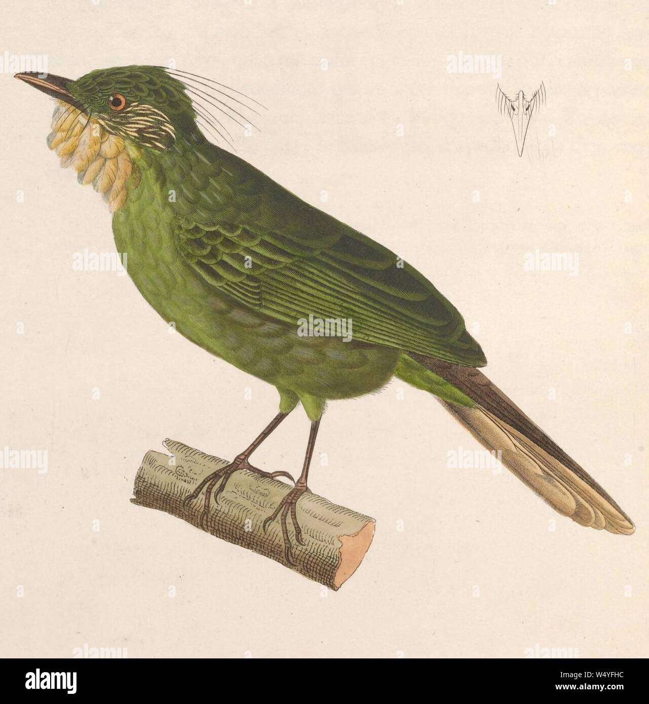 Criniger barbatus hi-res stock photography and images - Alamy