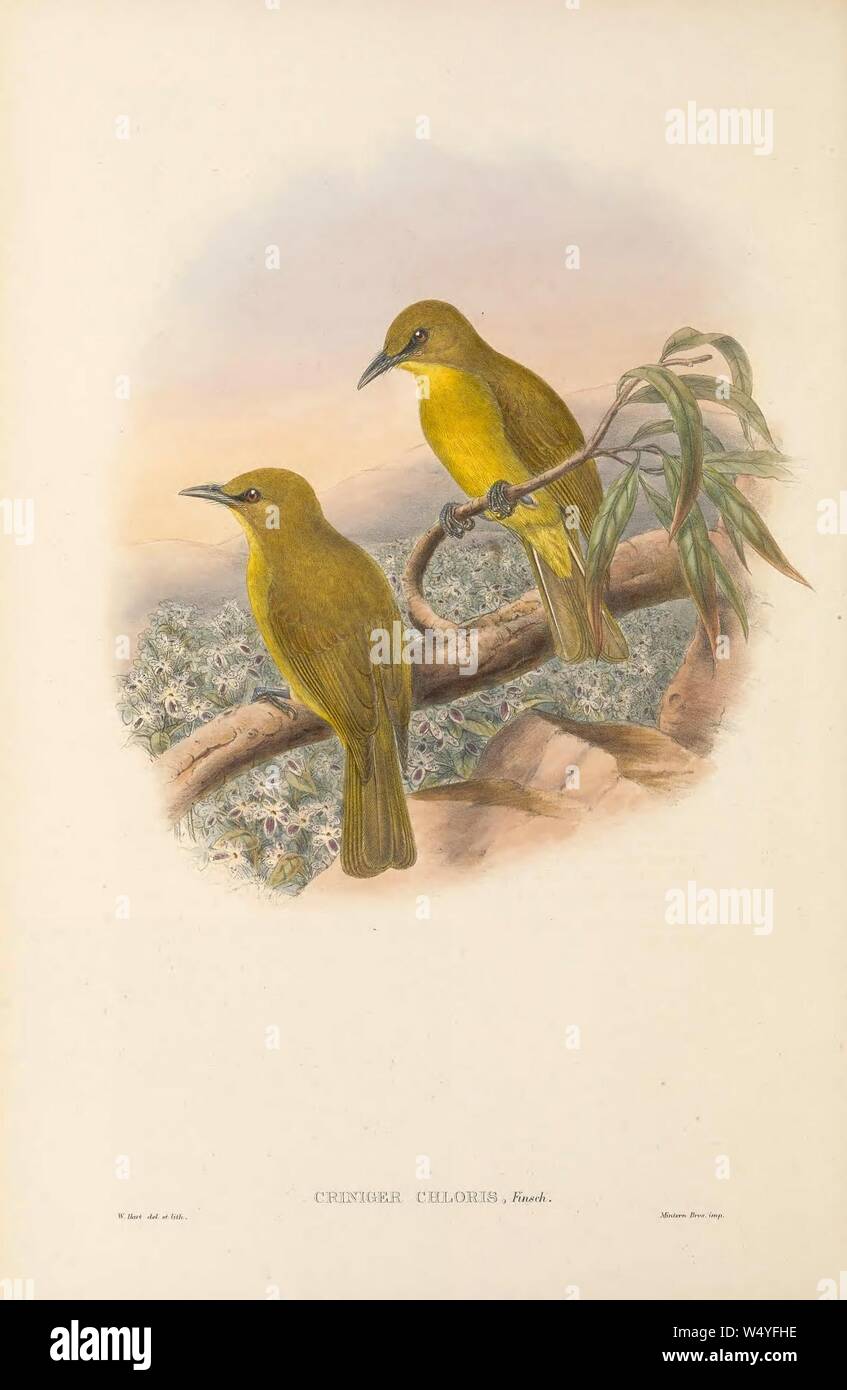 Criniger chloris hi-res stock photography and images - Alamy