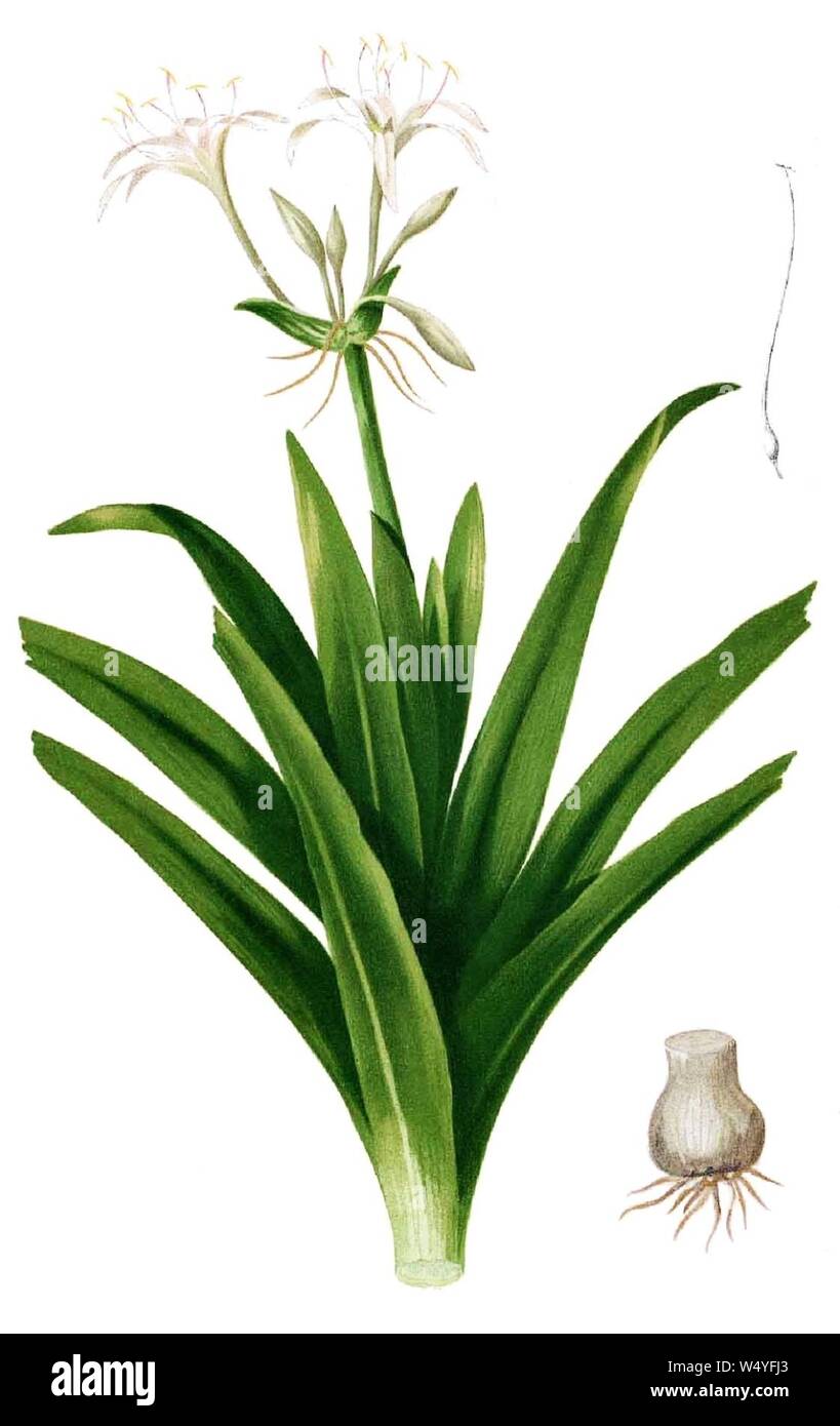 Crinum crinum sp hi-res stock photography and images - Alamy