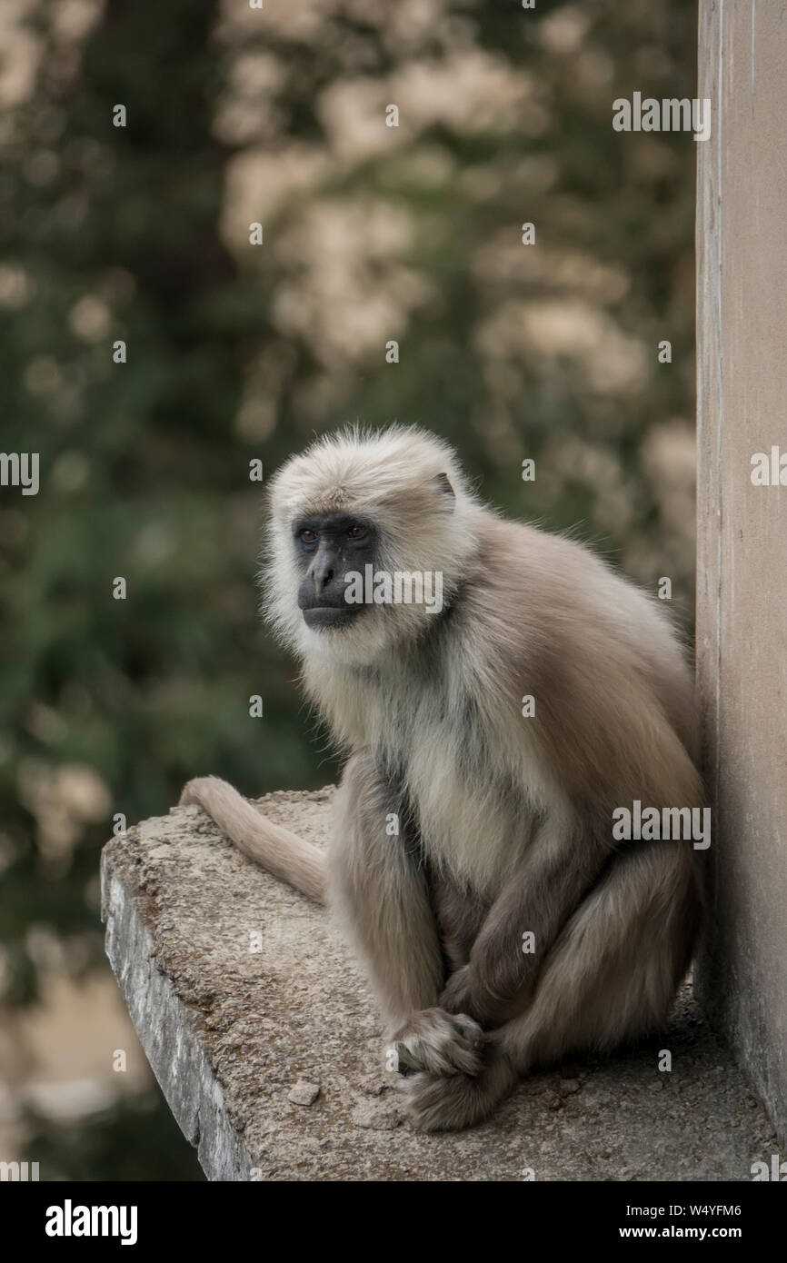 Himalayan monkeys hi-res stock photography and images - Alamy