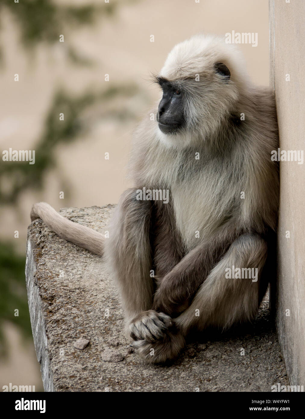 Gray langurs, sacred langurs, Indian langurs or Hanuman langurs are a ...