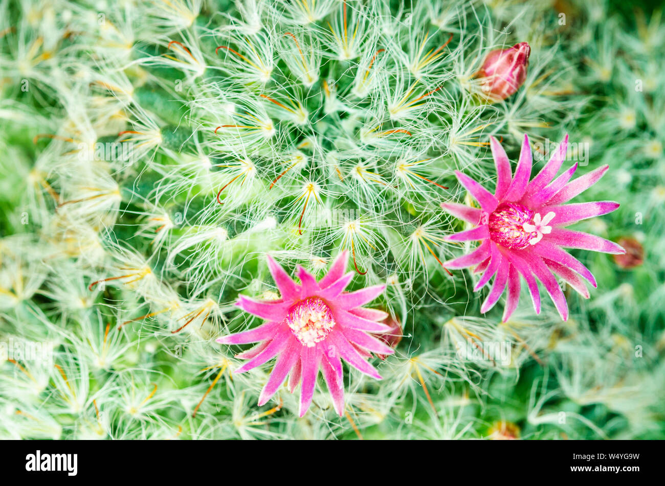 Lobivia hi-res stock photography and images - Alamy