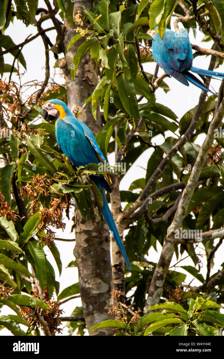 Amazon macaw rainforest canopy hi-res stock photography and images - Alamy