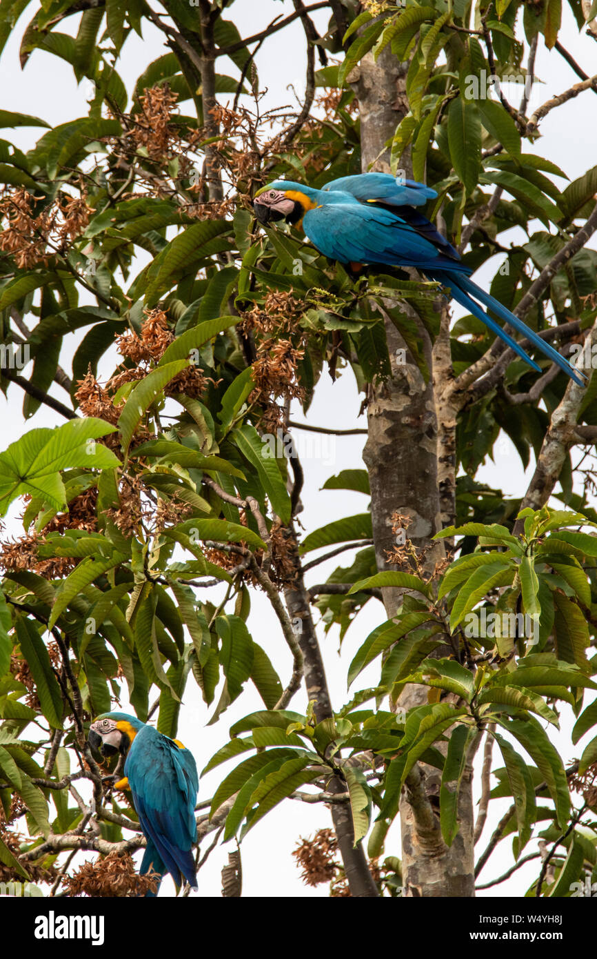 Amazon macaw rainforest canopy hi-res stock photography and images - Alamy