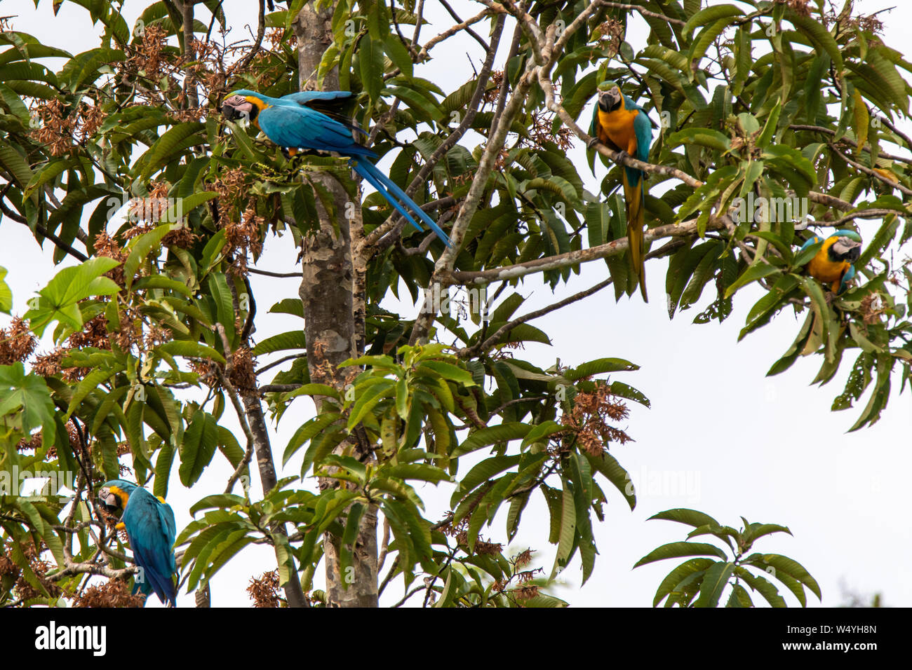 Amazon macaw rainforest canopy hi-res stock photography and images - Alamy