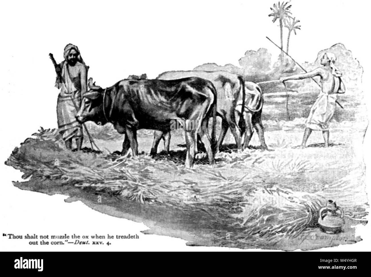 Crompton Deut 25-4 thou shalt not muzzle the ox Stock Photo - Alamy